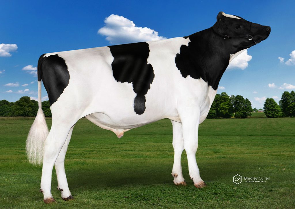 Holstein Sires - Total Livestock Genetics