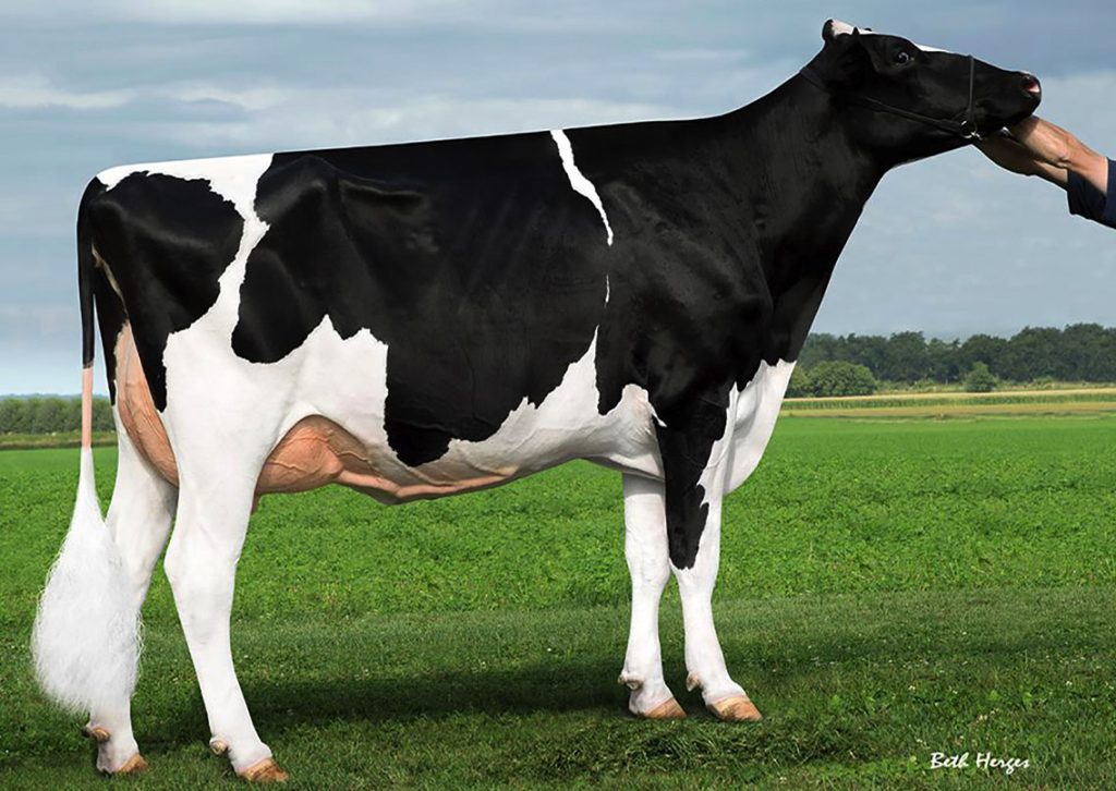 Holstein Sires - Total Livestock Genetics