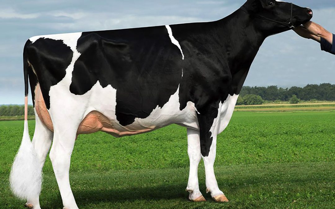 Cattle - Total Livestock Genetics