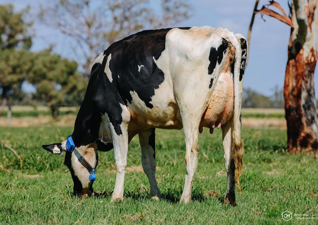 Holstein Sires - Total Livestock Genetics