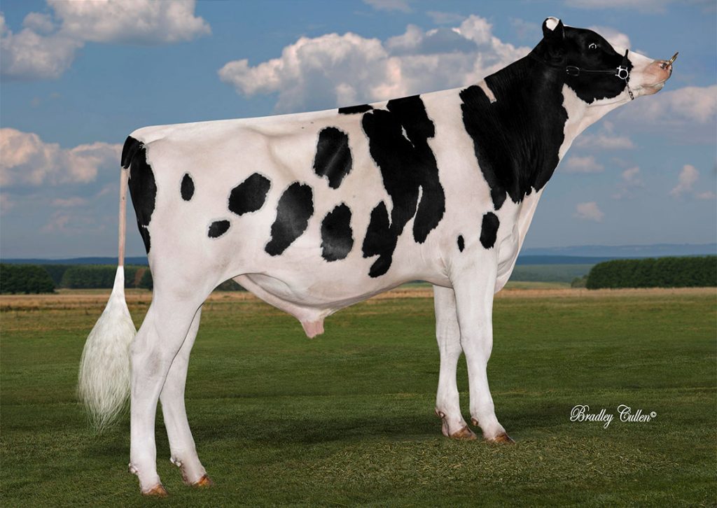 Holstein Sires - Total Livestock Genetics